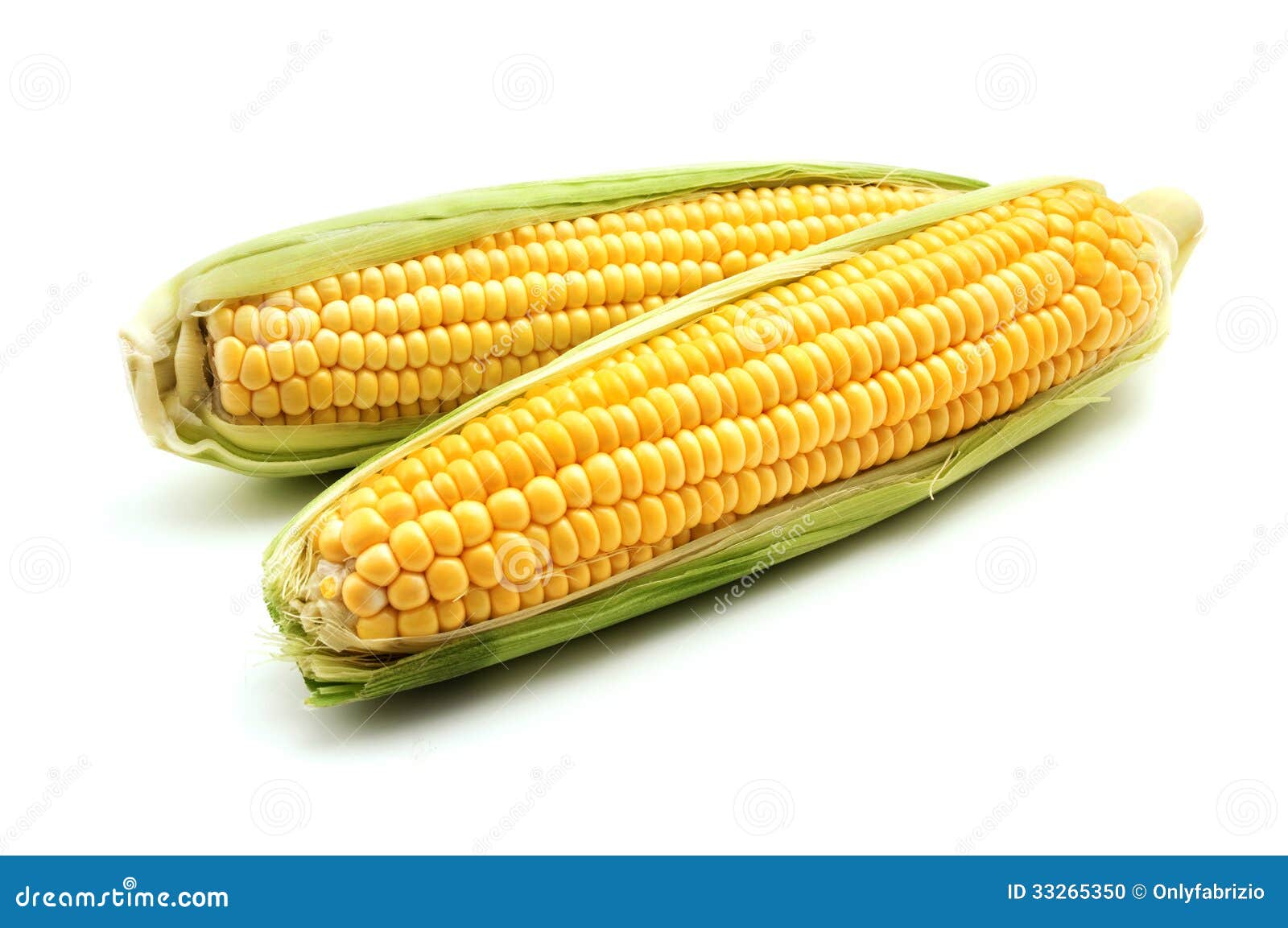 Ears of maize stock photo. Image of isolated, maize, life - 33265350