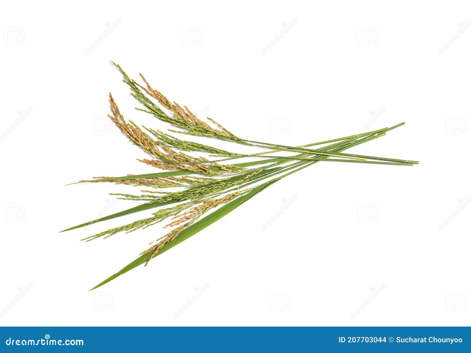 Ears of Paddy Rice Grain Isolated on White Background Stock Photo ...