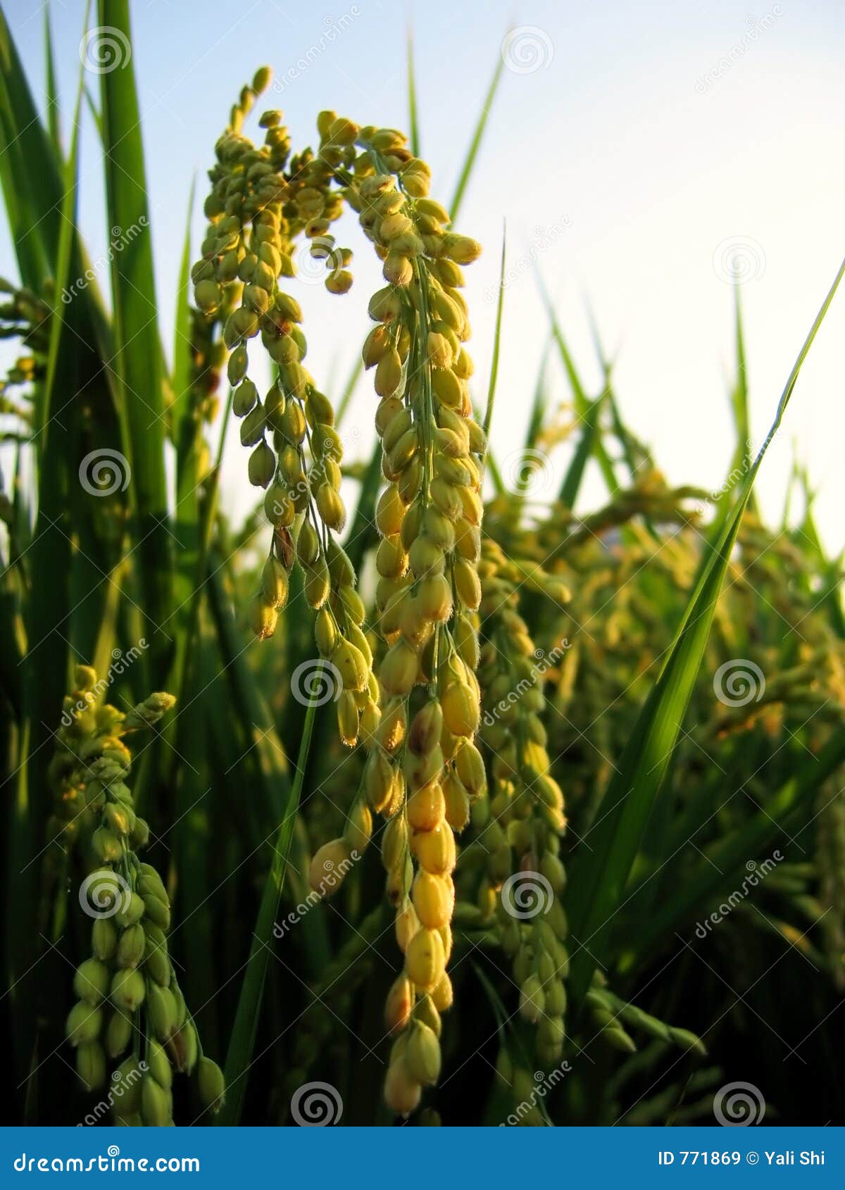 Ears of Rice stock image. Image of food, field, hull, dirt - 771869