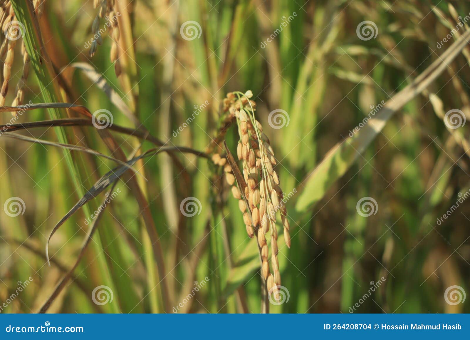 Ears of Rice and Blue Sky. Close-up of the Rice Ears Stock Photo ...