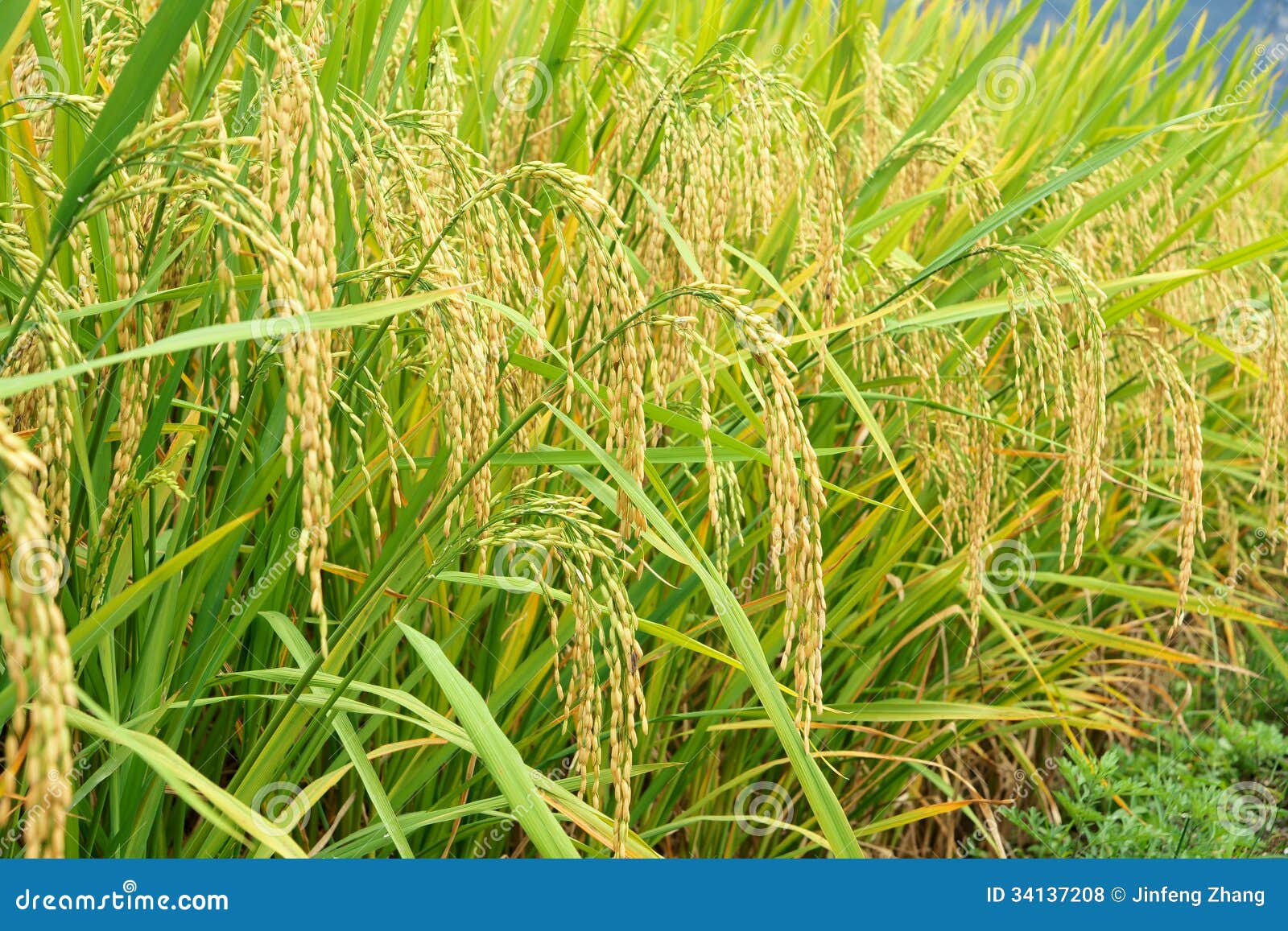 Ears of rice stock photo. Image of fields, corn, foodstuff - 34137208