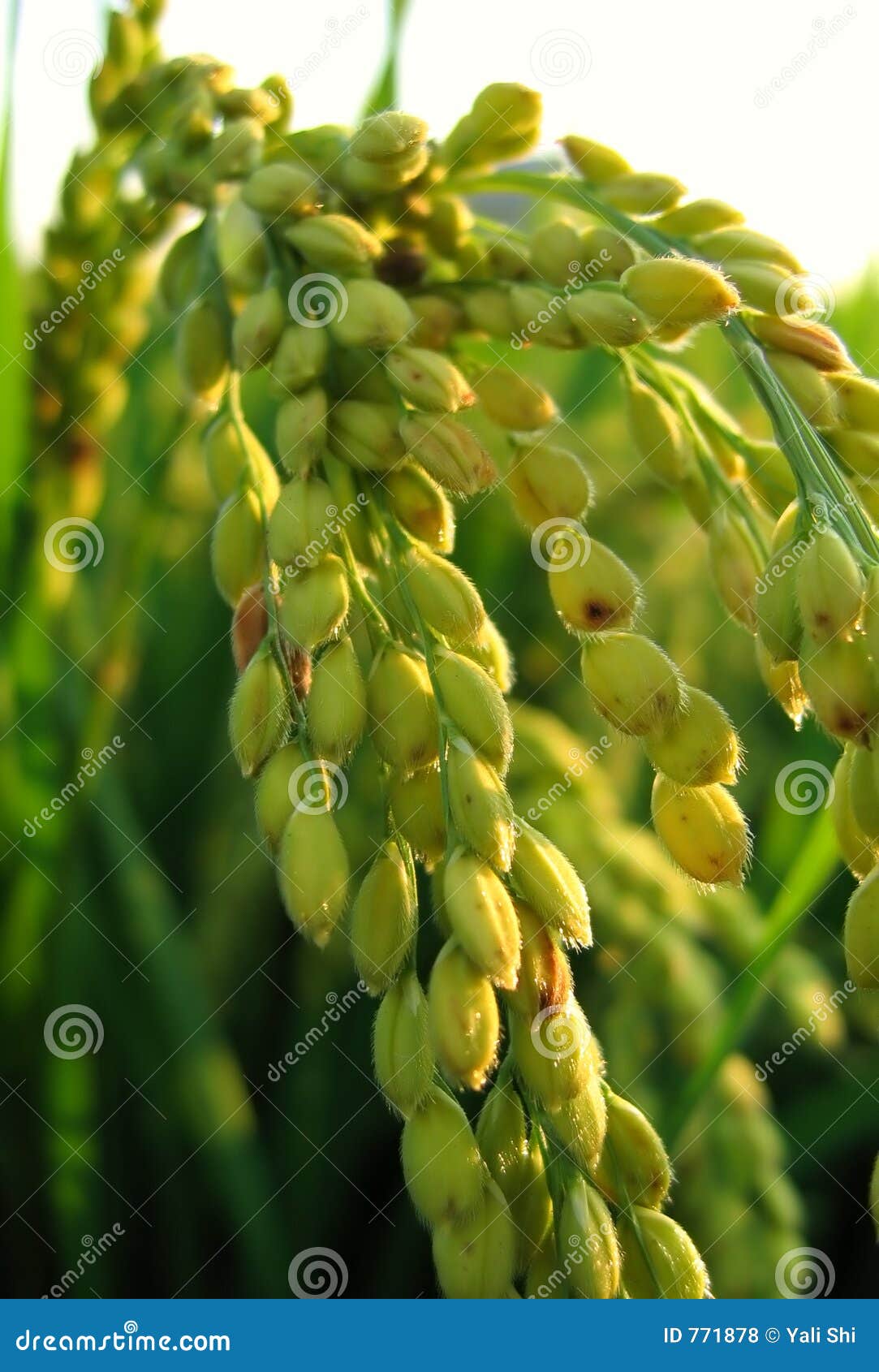 Ears of Rice Grain - Closeup Stock Photo - Image of green, dirt: 771878