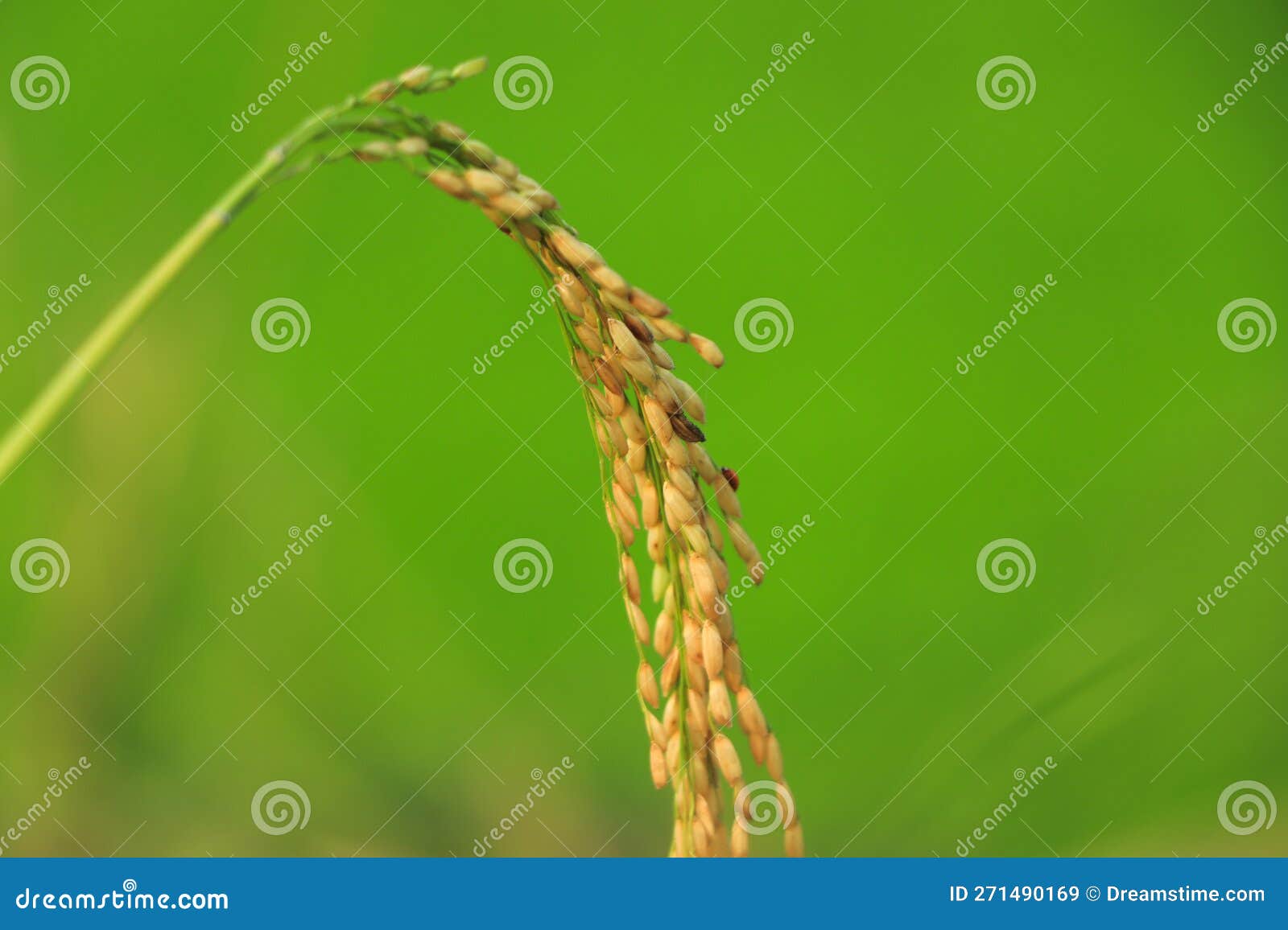 Ears of Rice Plants in Autumn or Fall Agriculture and Harvest Image ...