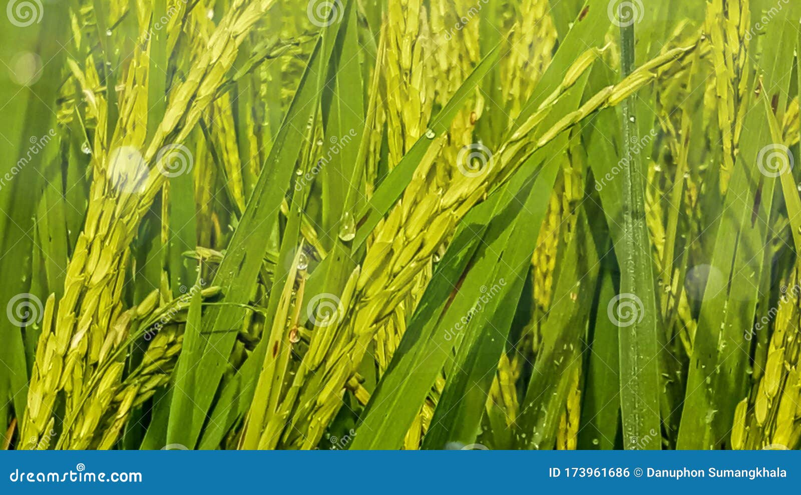 The Ears of the Rice that are almost Ripe and the Green Rice Leaves in ...