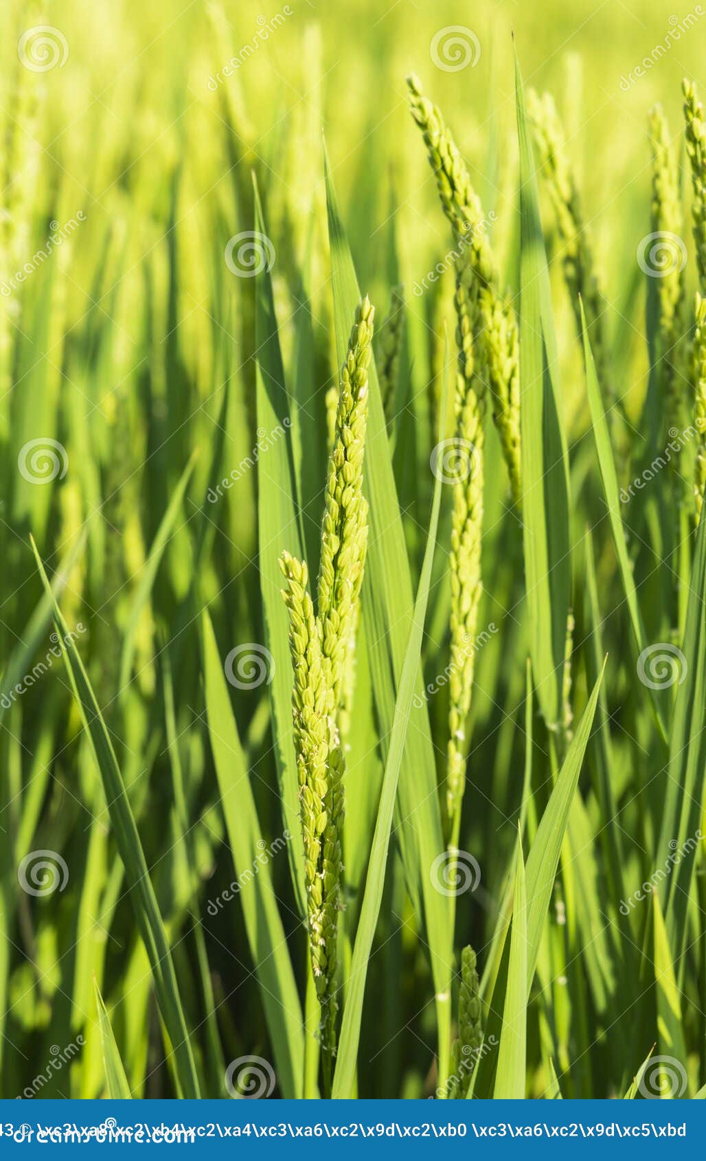 Ears of Rice Ripening in the Summer Sun Stock Image - Image of cereal ...