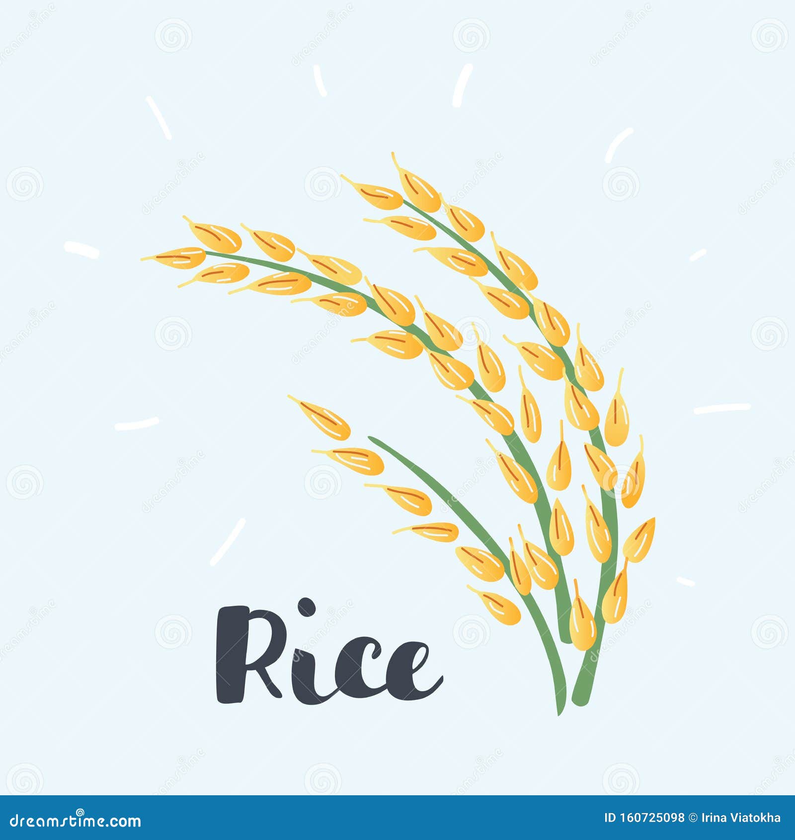 Ears of rice on white stock vector. Illustration of cereal - 160725098