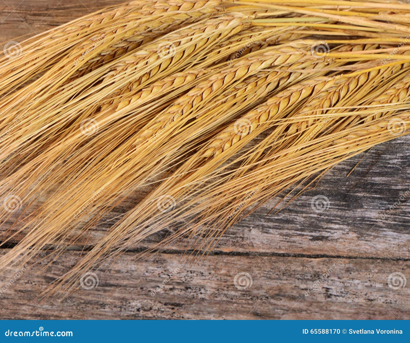 Ears of Ripe Wheat Close Up Stock Photo - Image of color, close: 65588170