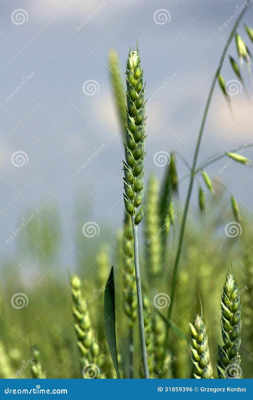Ears of rye stock photo. Image of crop, grass, green - 31859396