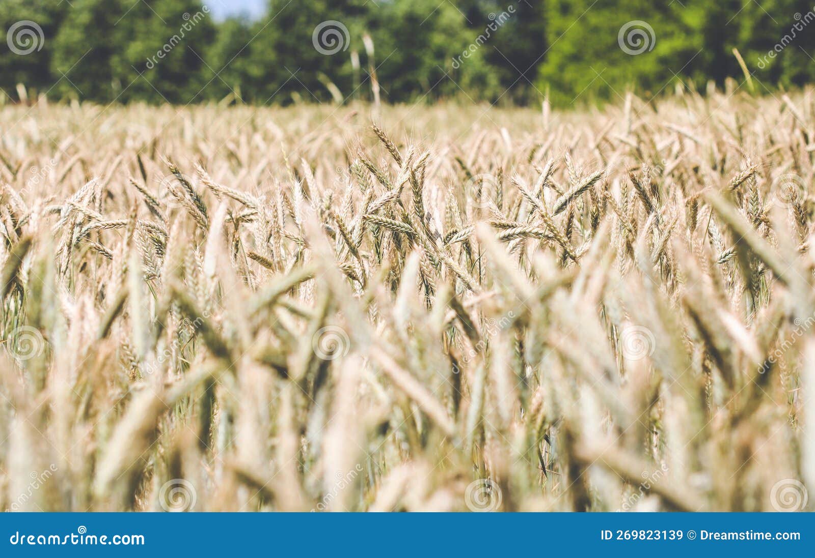 Ears of rye on field stock image. Image of production - 269823139