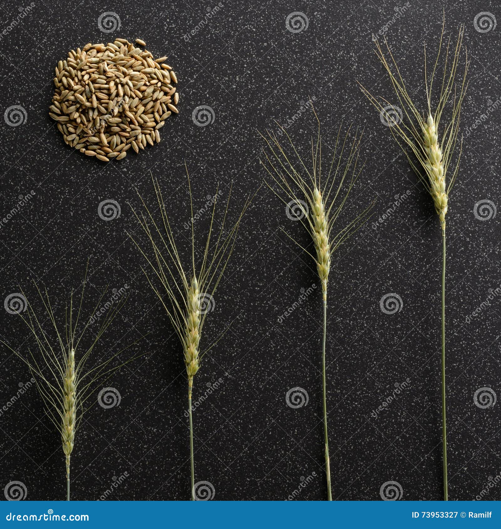 The Ears and Rye Lie on a Dark Ceramic Tile Stock Image - Image of tile ...