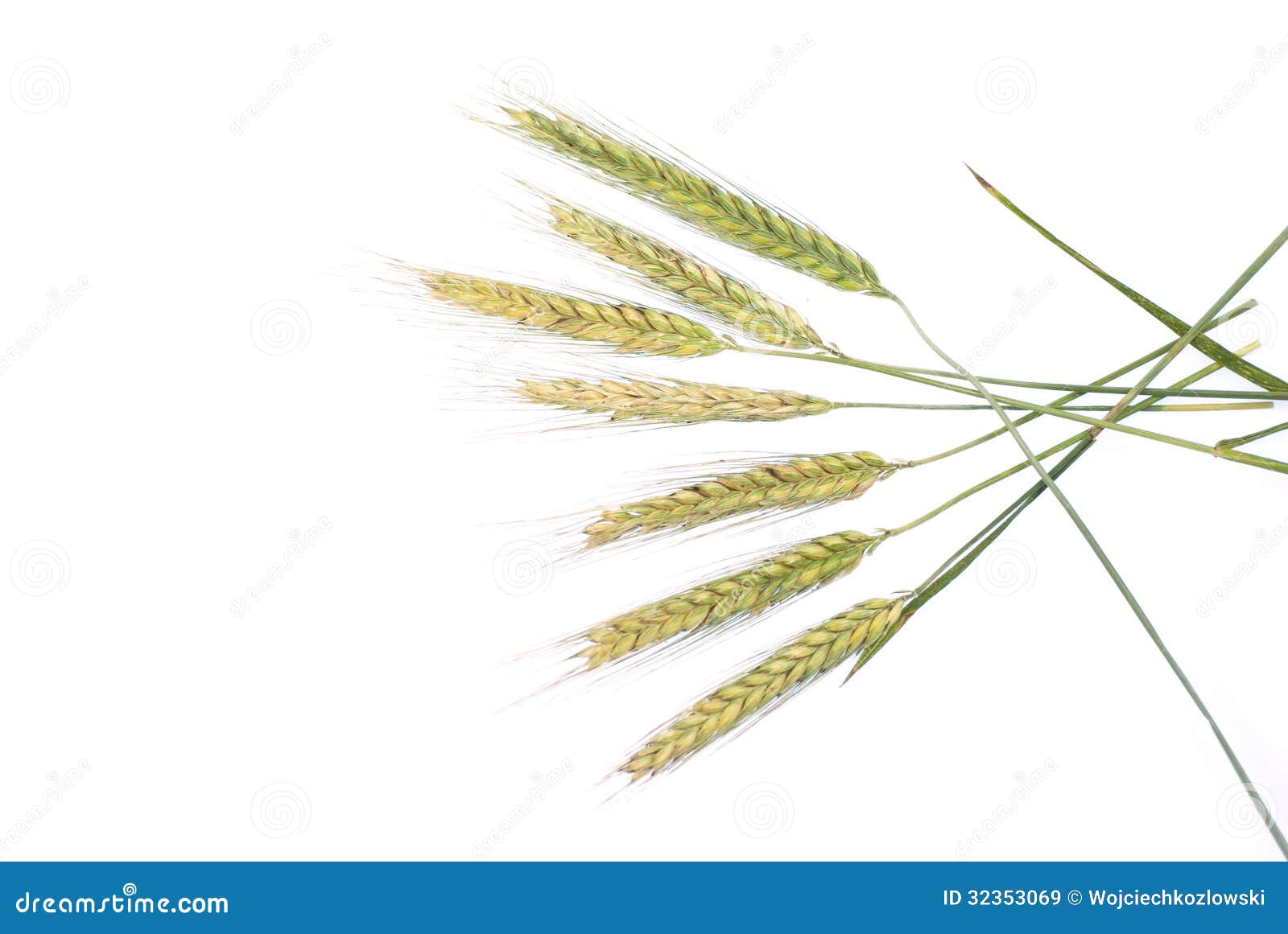 Ears stock image. Image of isolated, growth, bread, harvest - 32353069