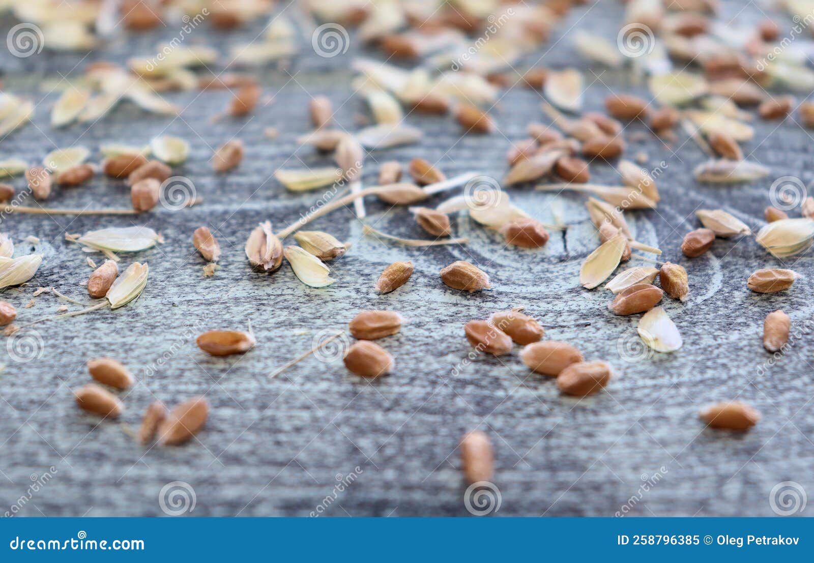 Ears with Seeds of Wheat and Rye Stock Image - Image of nature, corn ...