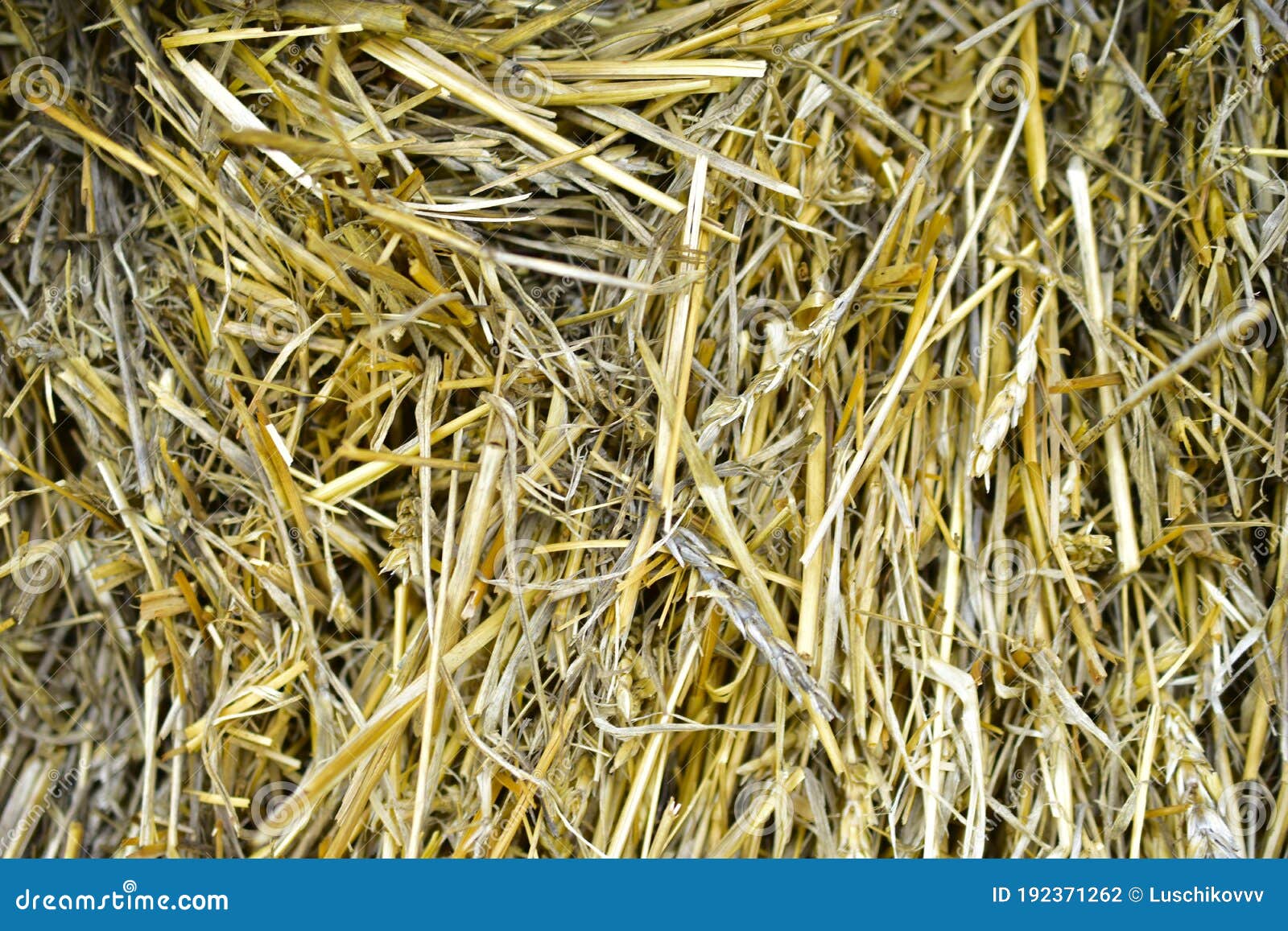 Ears and Stalks in a Straw Haystack Close Up Stock Photo - Image of ...