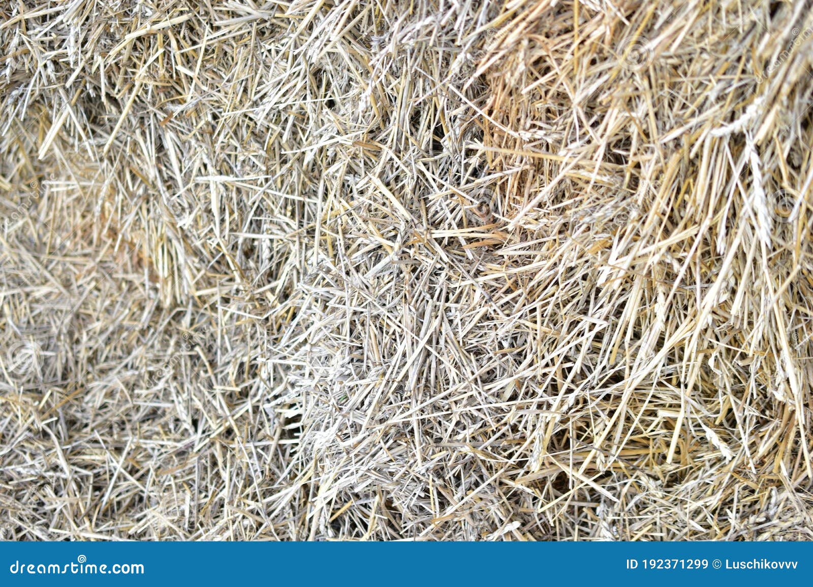 Ears and Stalks in a Straw Haystack Close Up Stock Image - Image of ...
