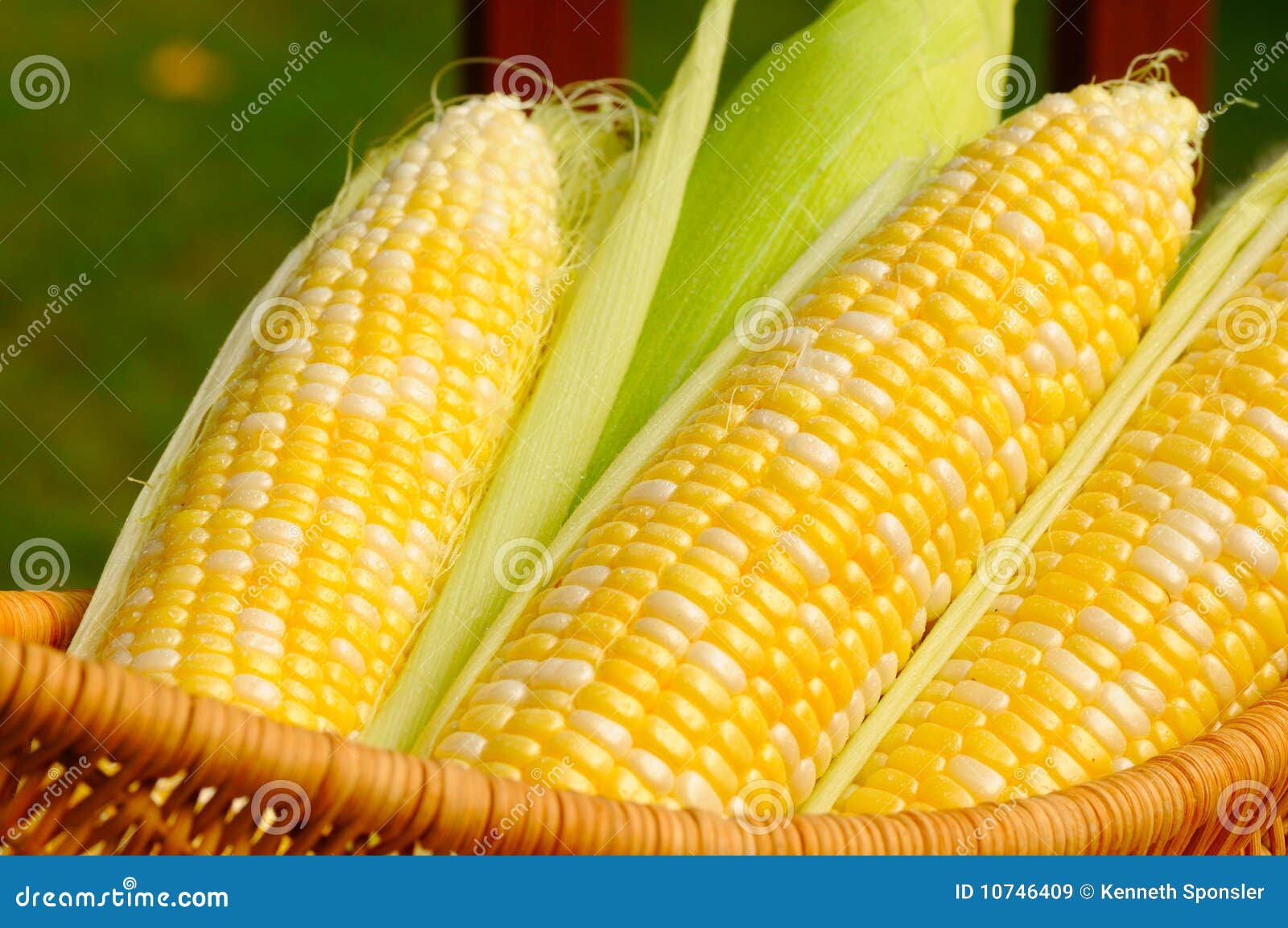Ears of sweet corn stock image. Image of maize, food - 10746409