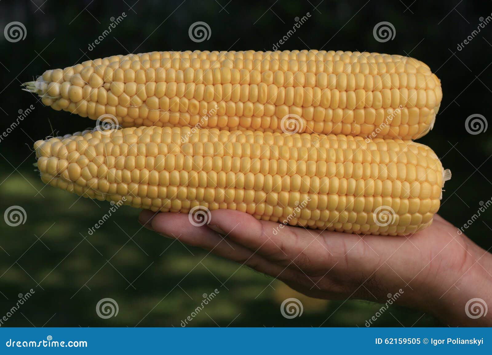 Ears of sweet corn. stock image. Image of nature, sweetcorn - 62159505