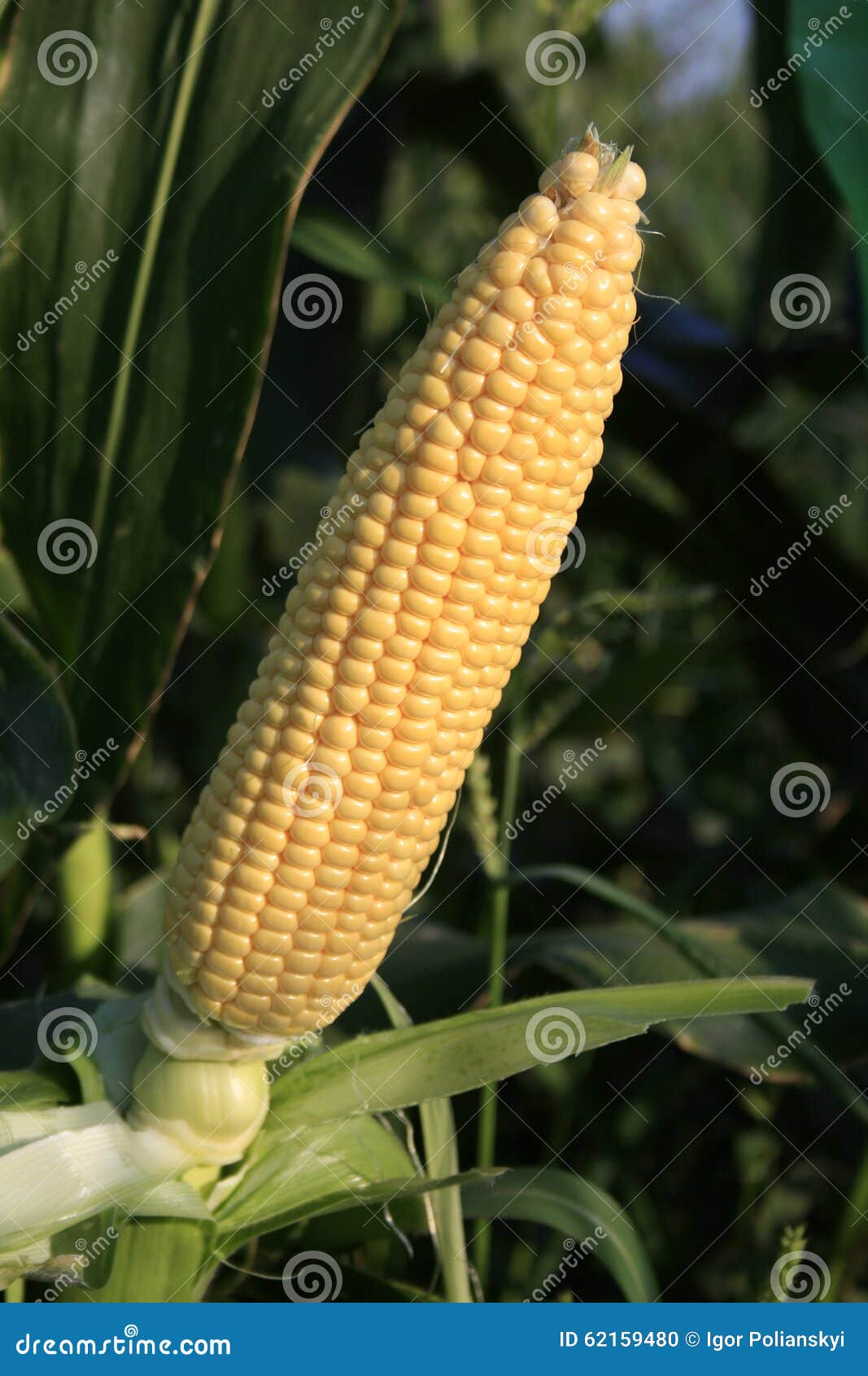 Ears of sweet corn. stock photo. Image of crop, summer - 62159480 Ears of sweet corn. stock photo. Image of crop, summer - 62159480