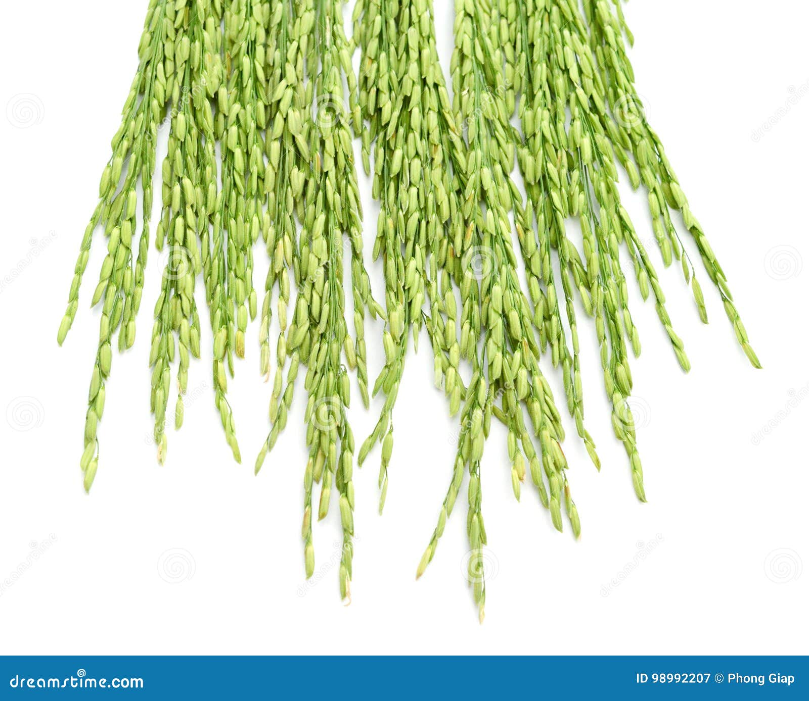 Fresh Rice Plant Isolated on White Stock Image - Image of yellow, rice ...