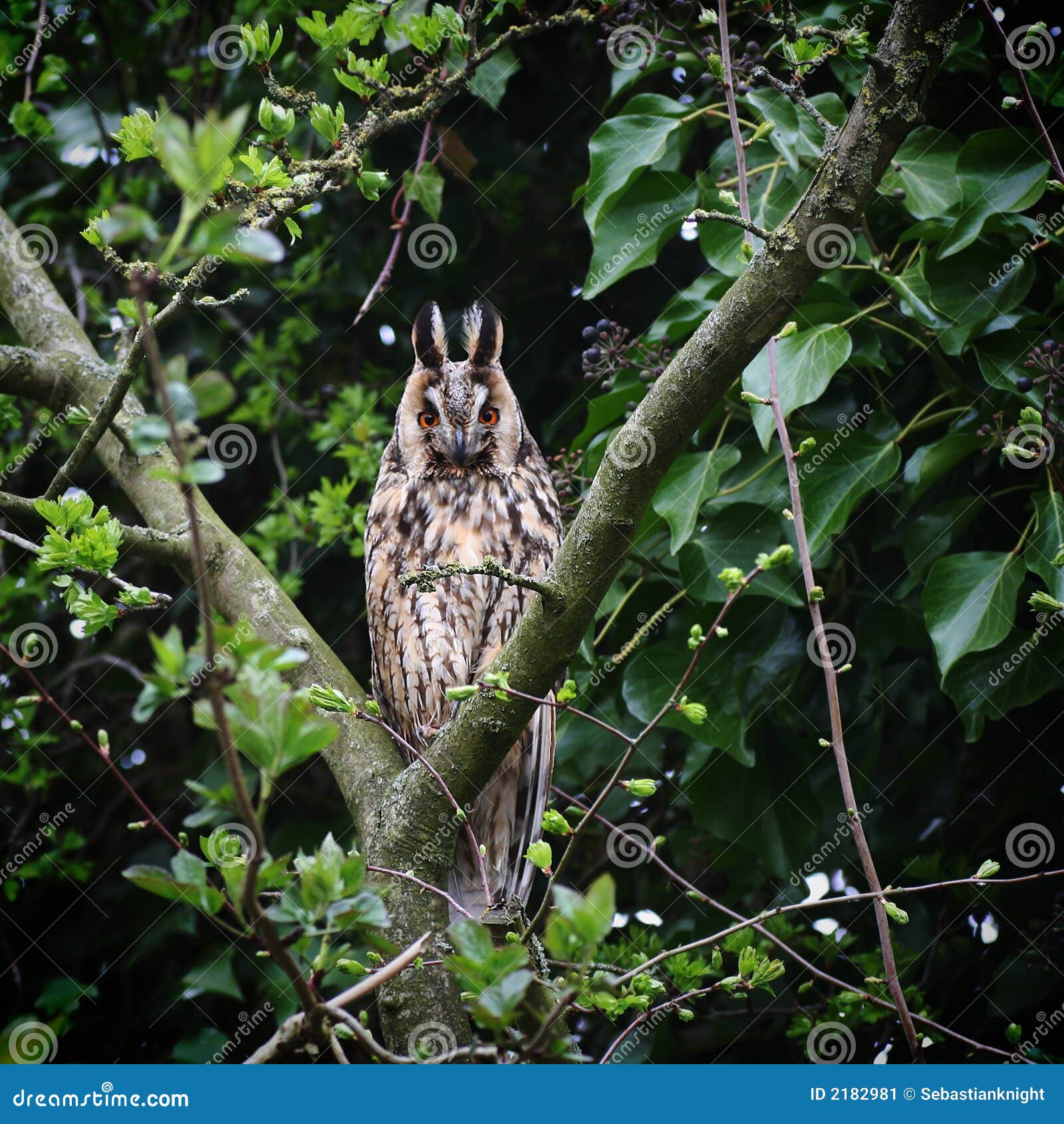 Ears in a tree stock image. Image of ornithology, hunt - 2182981