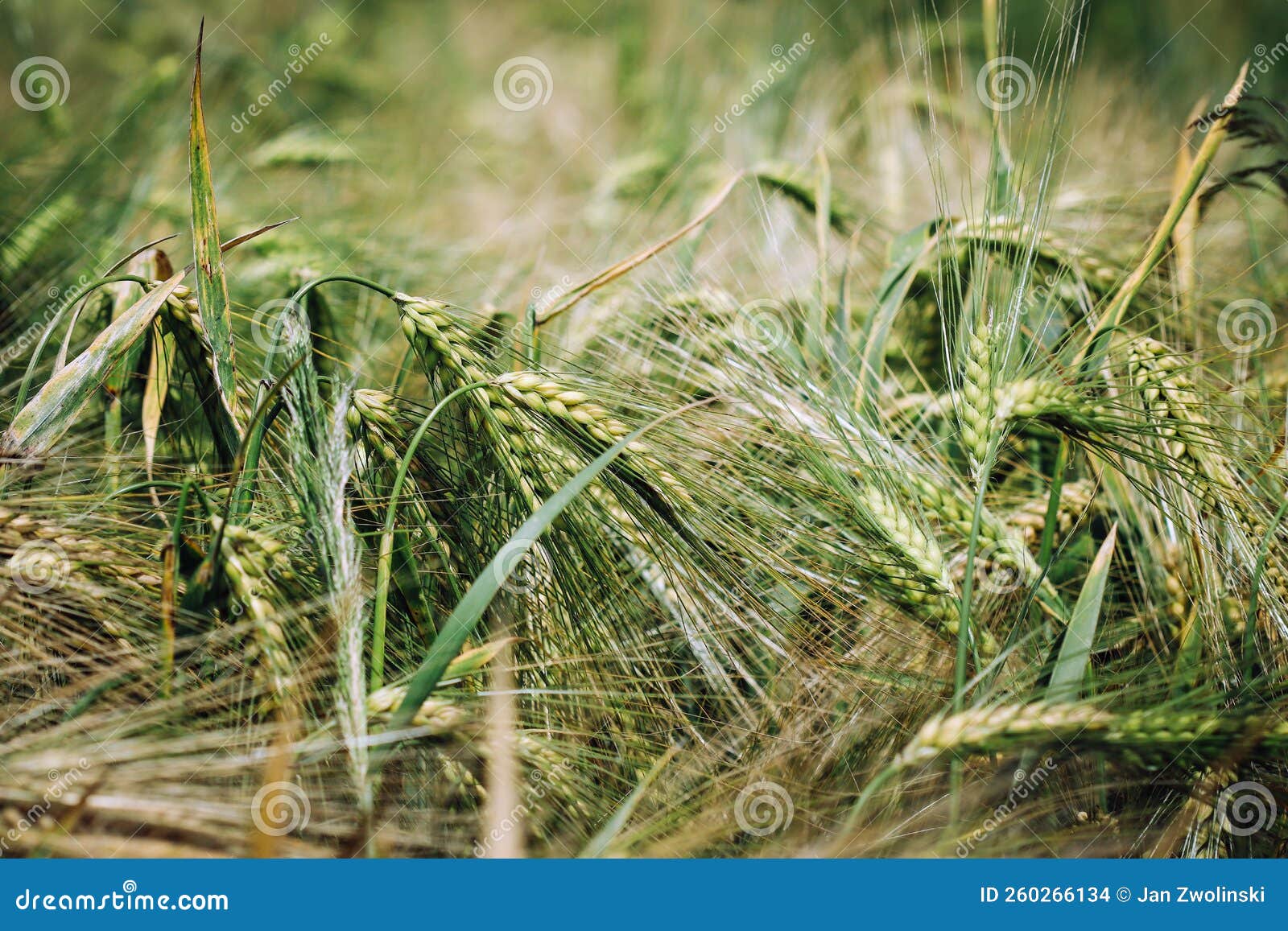 Ears of triticale on field stock photo. Image of food - 260266134