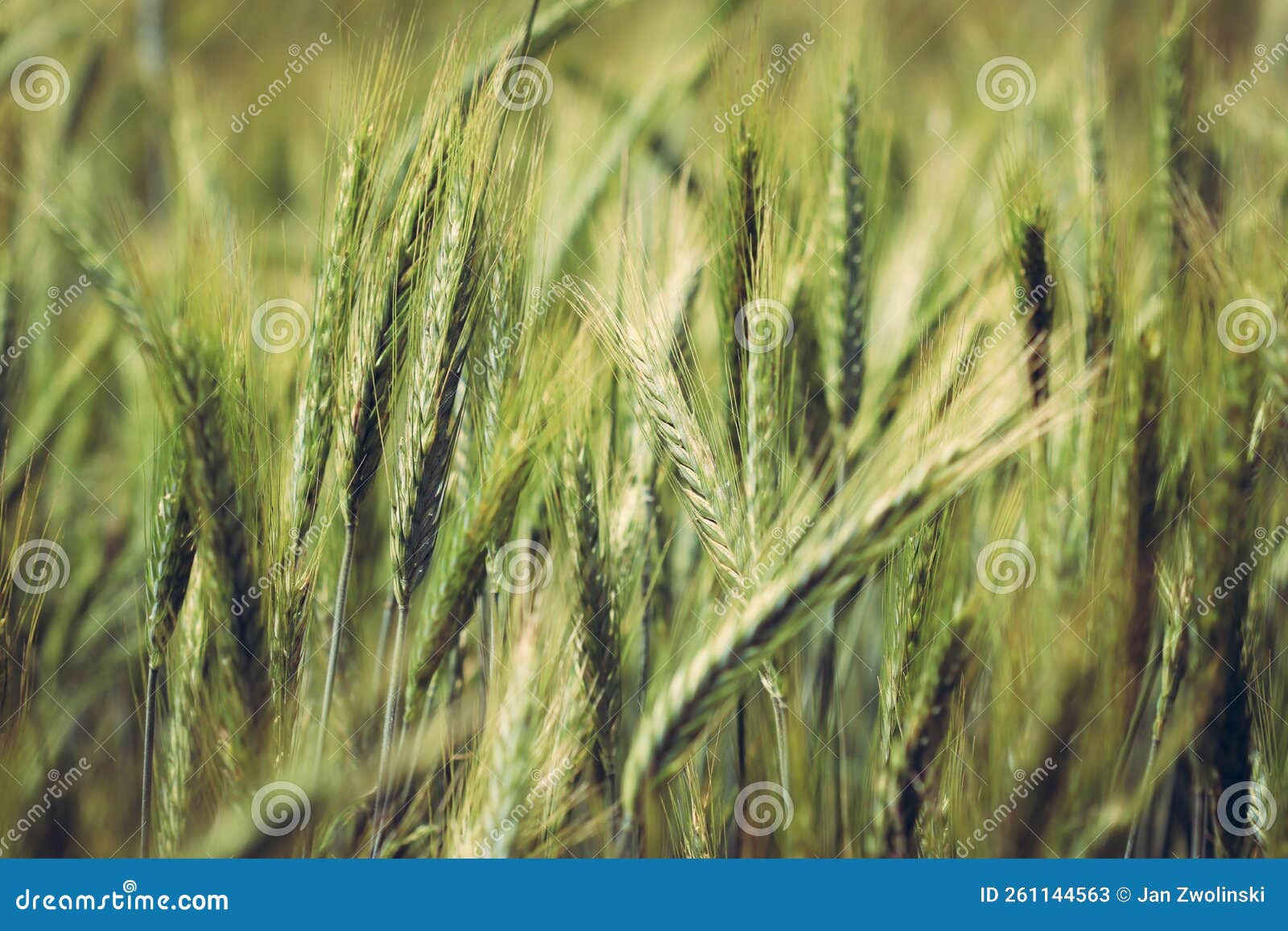 Ears of triticale on field stock image. Image of nutrition - 261144563