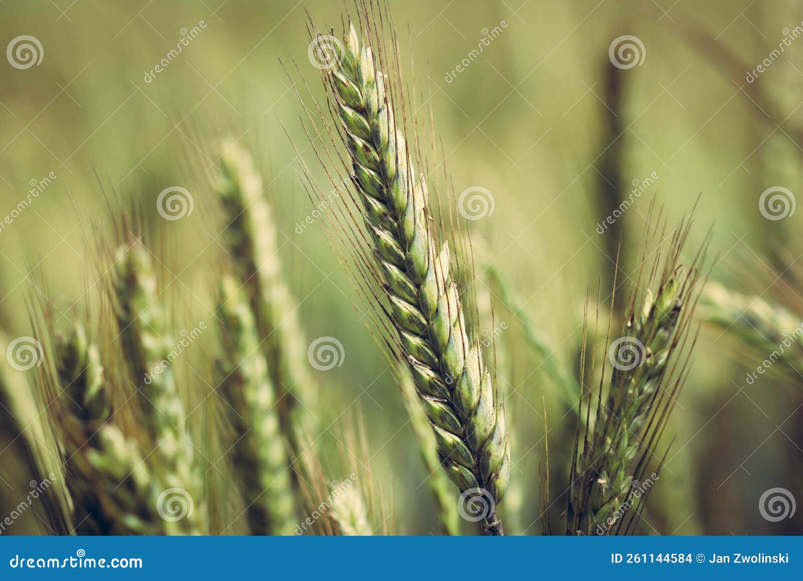 Ears of triticale on field stock photo. Image of food - 261144584