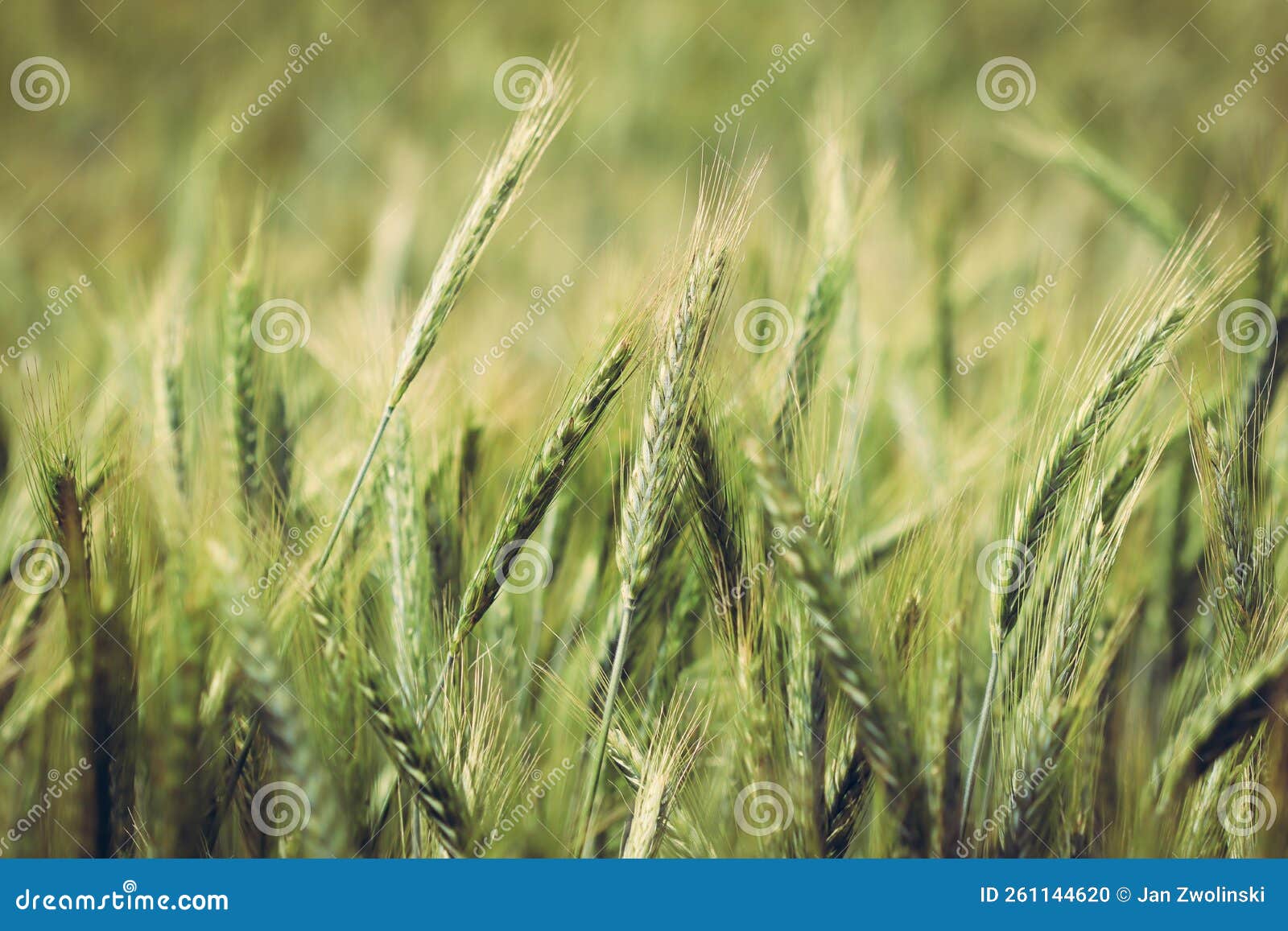 Ears of triticale on field stock photo. Image of cereal - 261144620