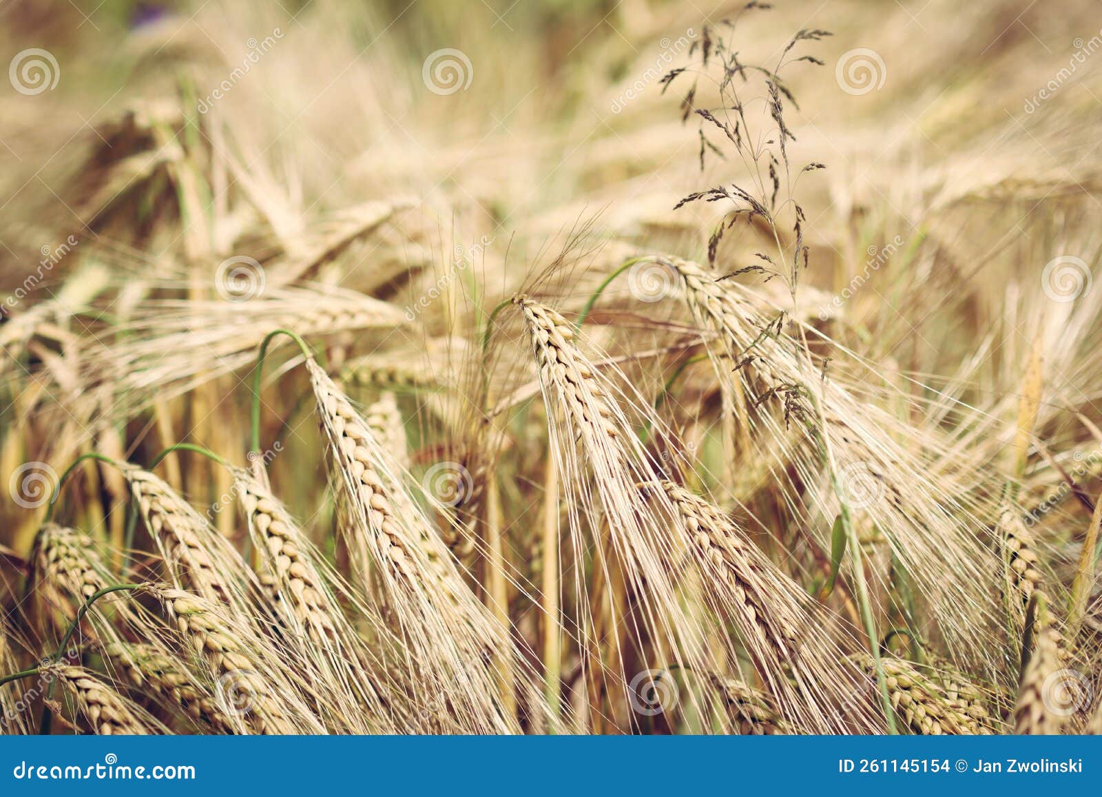 Ears of triticale on field stock photo. Image of agribusiness - 261145154