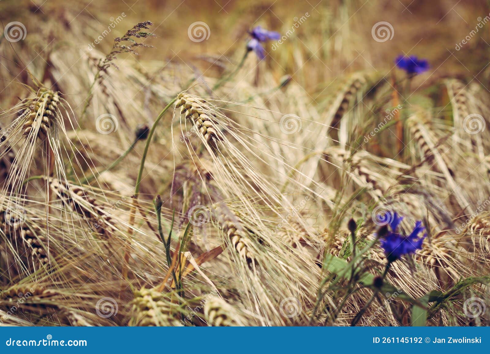 Ears of triticale on field stock photo. Image of barley - 261145192