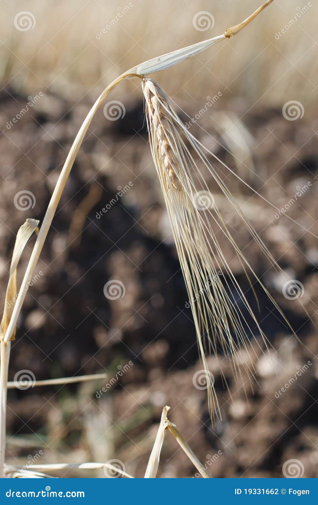 Ears of wheat stock photo. Image of harvest, straw, farm - 19331662