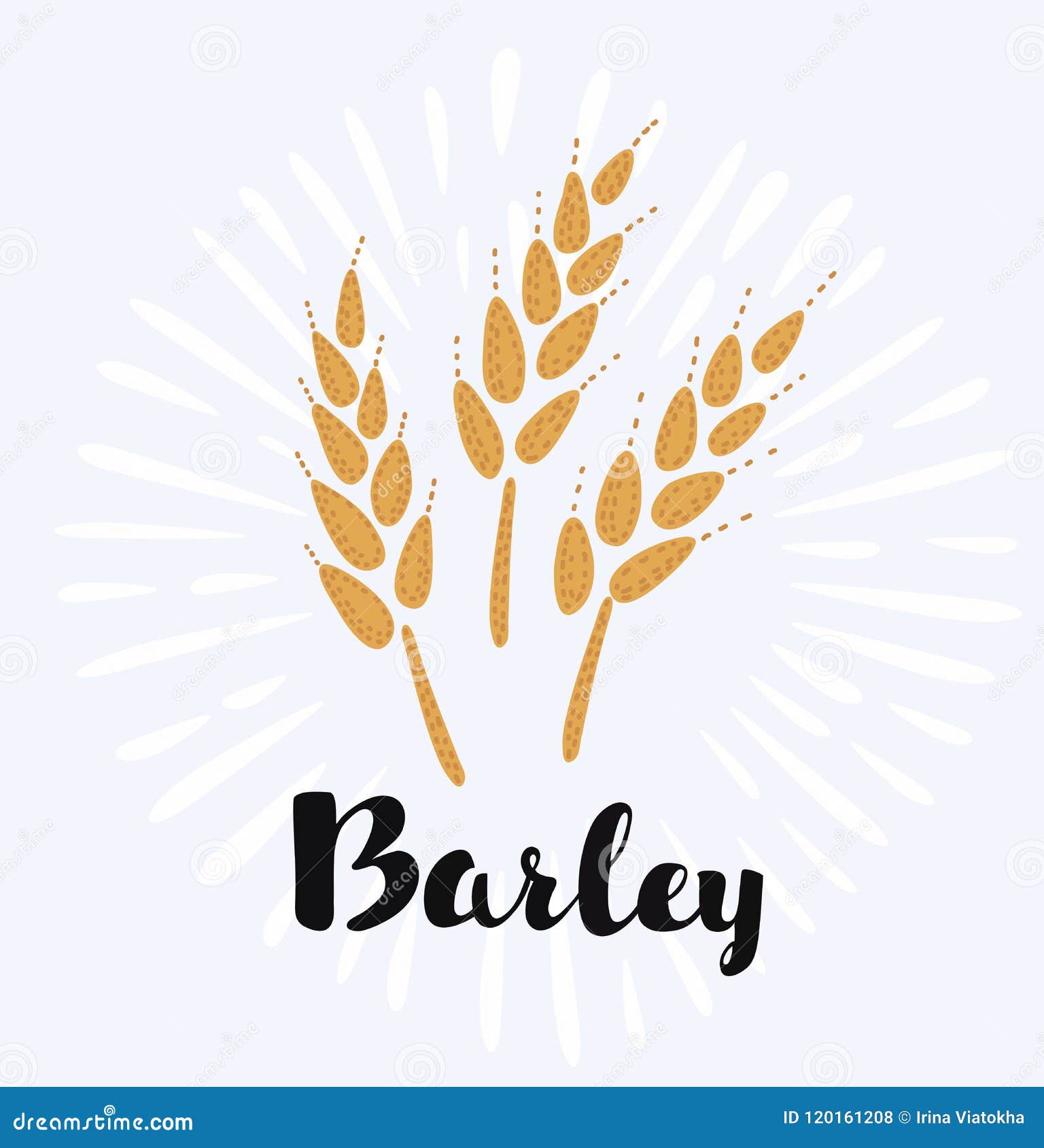 Barley Graphic
