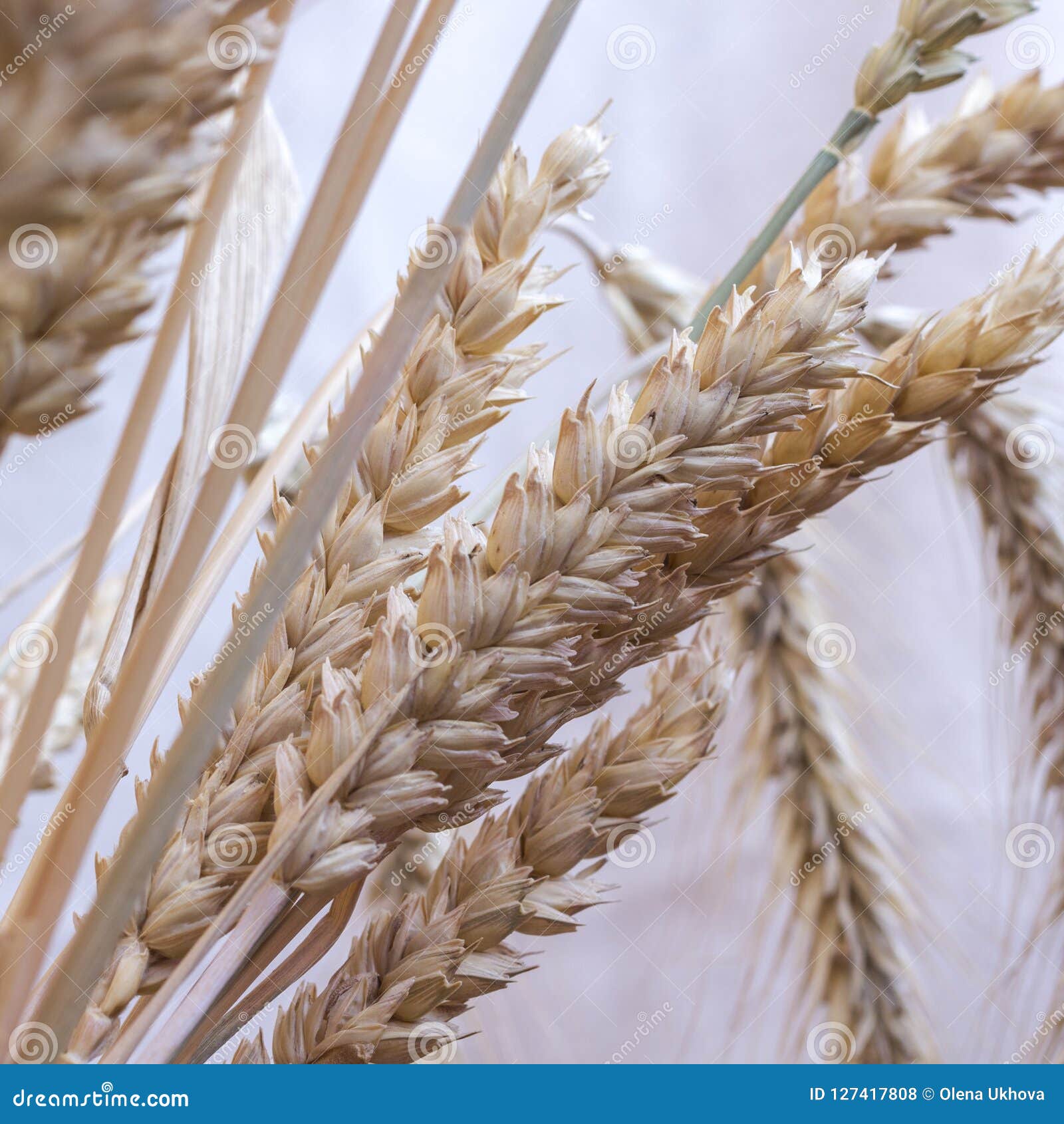 Ears of Wheat of Different Varieties on Pastel Background. Cl Stock ...