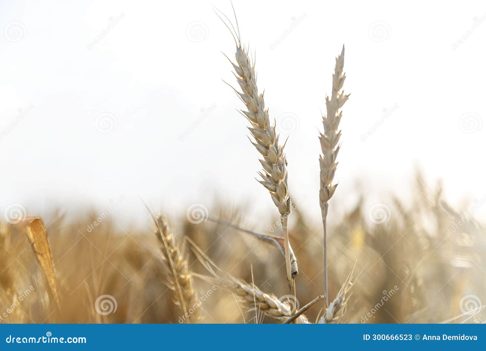 Ears of Wheat in the Field. Grain Cultivation and Bread Production Stock Image - Image of wheat ...