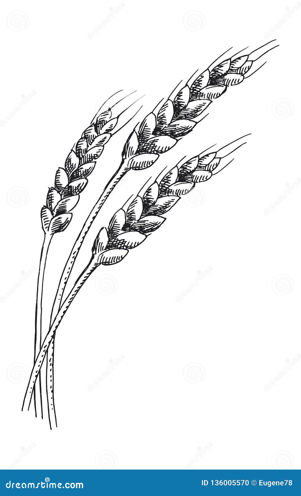 Ears of wheat illustration stock vector. Illustration of grain - 136005570