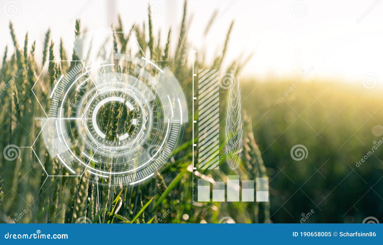 Ears of Wheat with Infographics Stock Image - Image of control ...