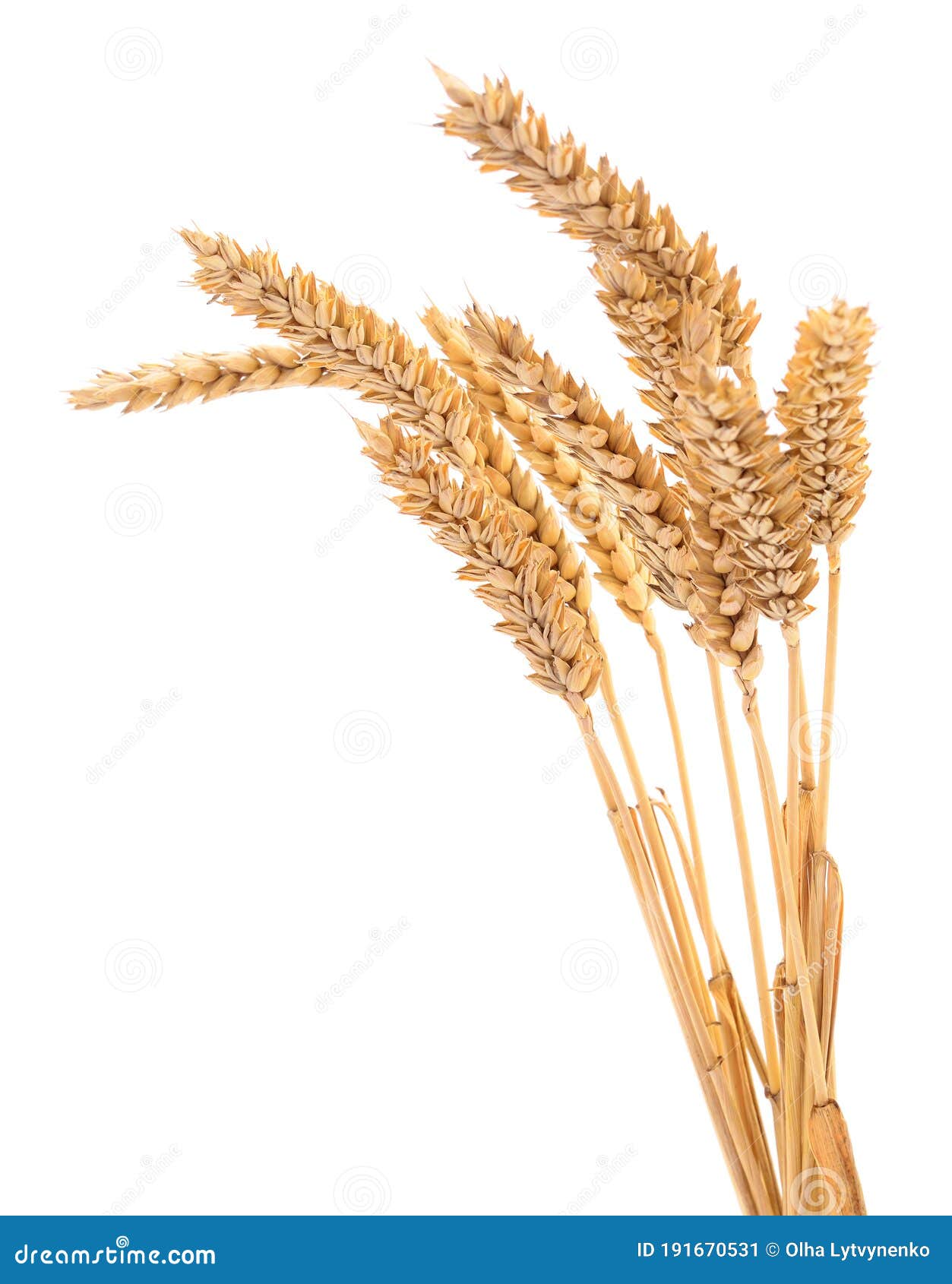 Ears of wheat stock image. Image of closeup, stem, wheat - 191670531
