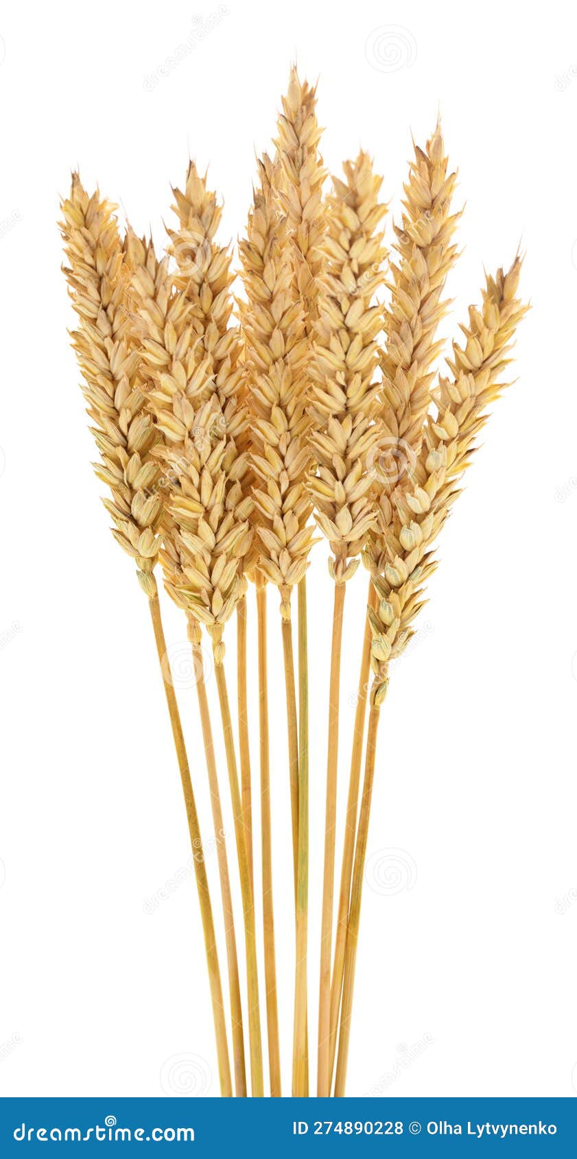 Ears of wheat stock photo. Image of ears, crop, cereal - 274890228