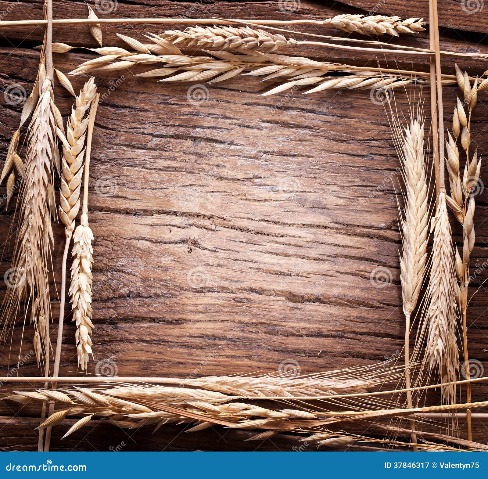 Ears of Wheat Made As Frame. Stock Image - Image of closeup, sample ...