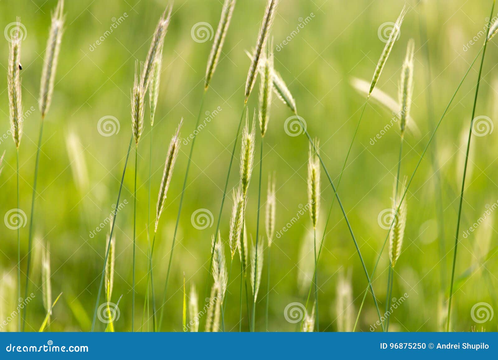 Ears of Wheat on the Nature Stock Photo - Image of grain, farm: 96875250