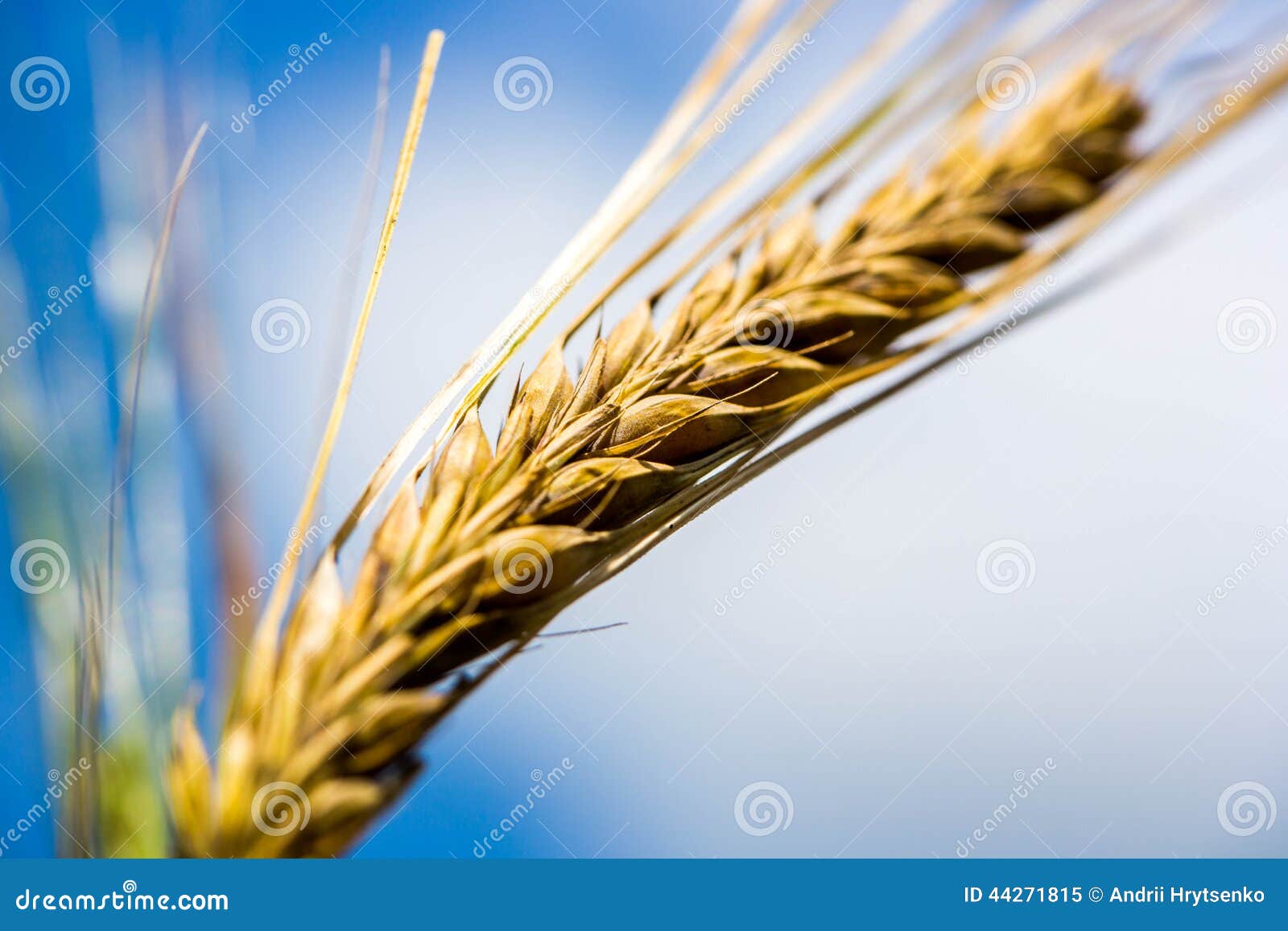 Ears of wheat stock image. Image of cultivated, ripe - 44271815