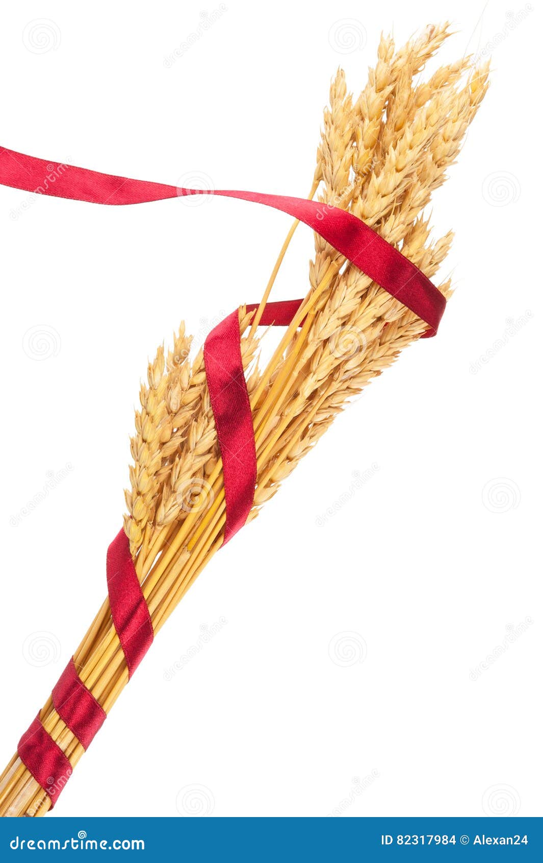 Ears of Wheat Tied with Red Ribbon Stock Photo - Image of farming ...