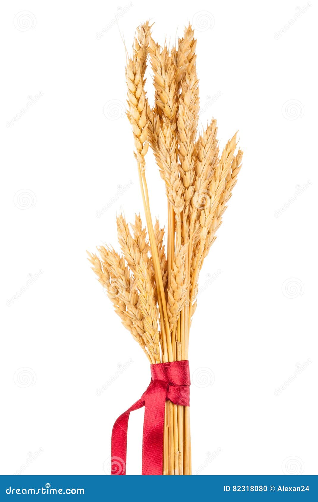 Ears of Wheat Tied with Red Ribbon Stock Photo - Image of isolated ...