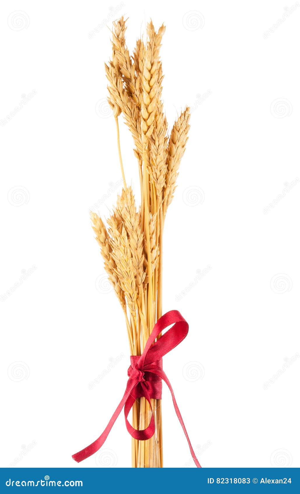 Ears of Wheat Tied with Red Ribbon Stock Image - Image of seed, farm ...