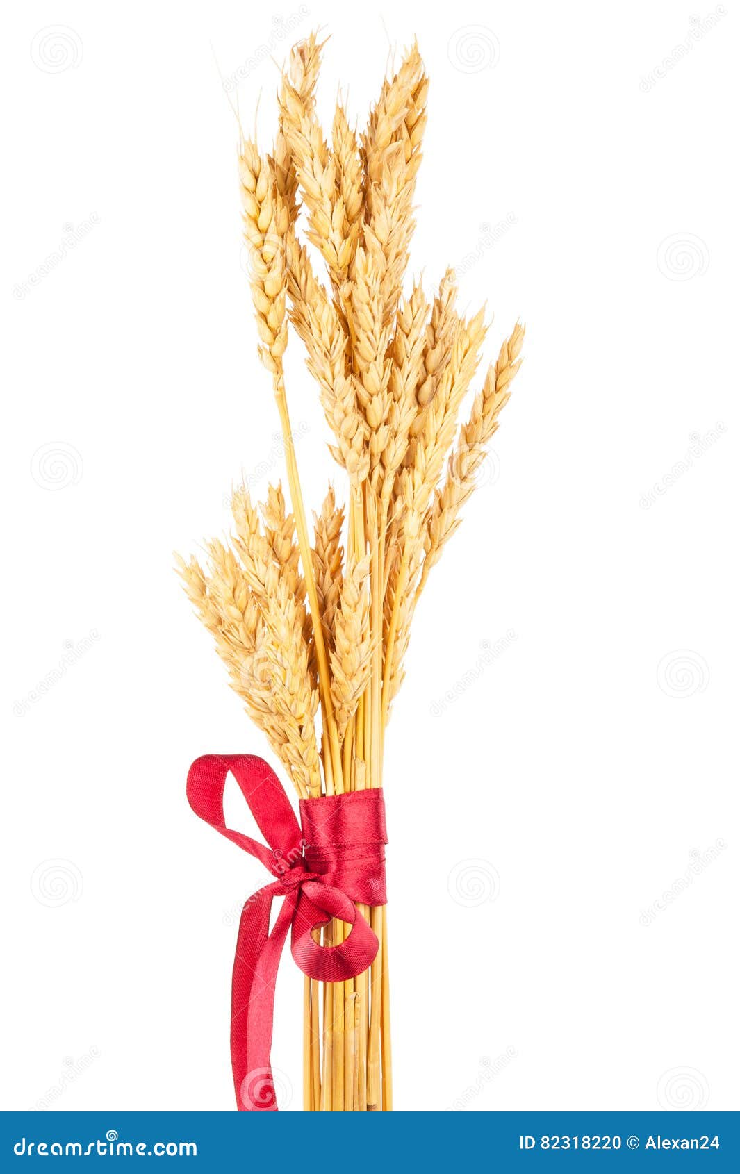 Ears of Wheat Tied with Red Ribbon Stock Photo - Image of ears, yellow ...