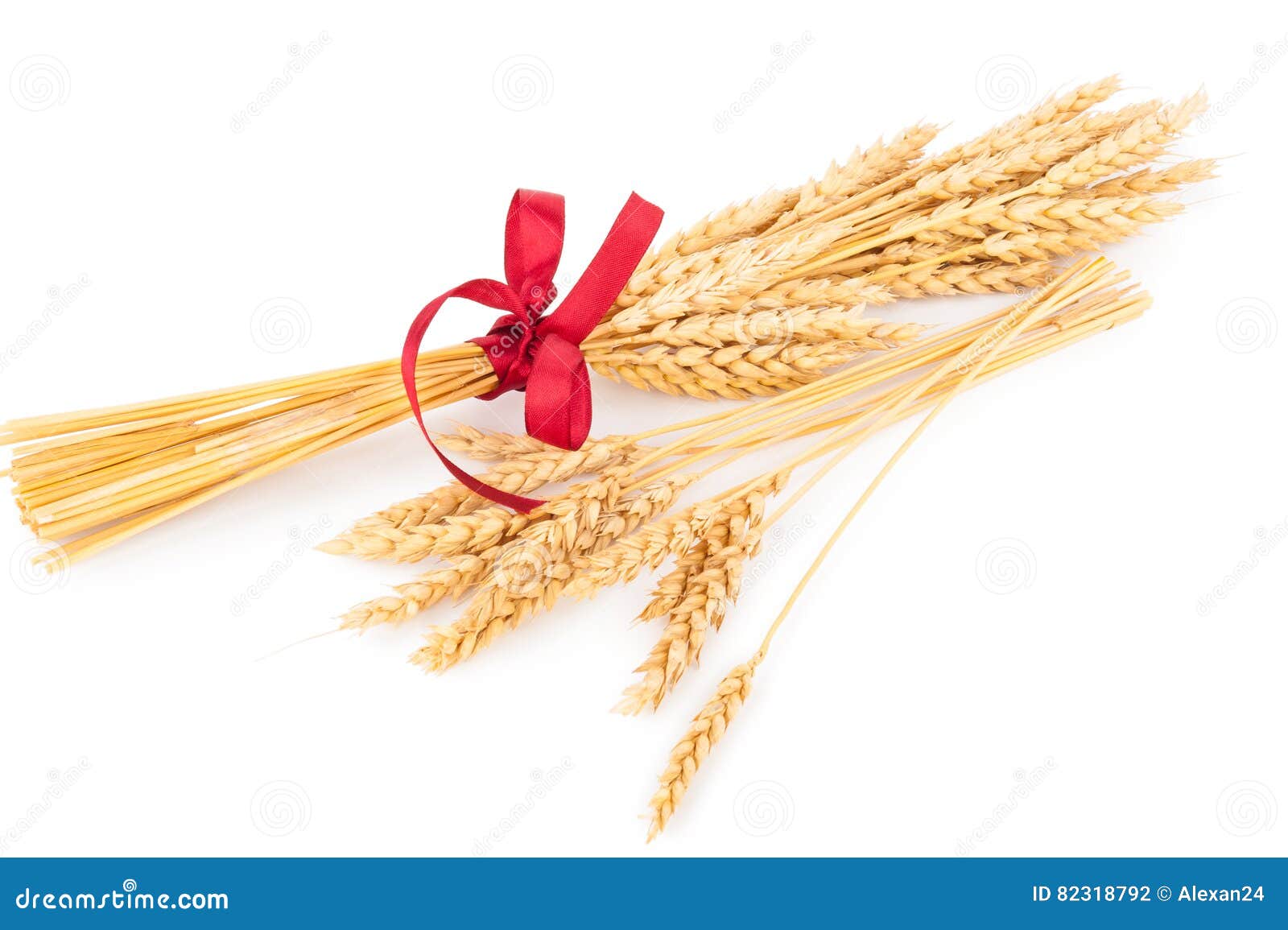 Ears of Wheat Tied with Red Ribbon Stock Photo - Image of closeup ...