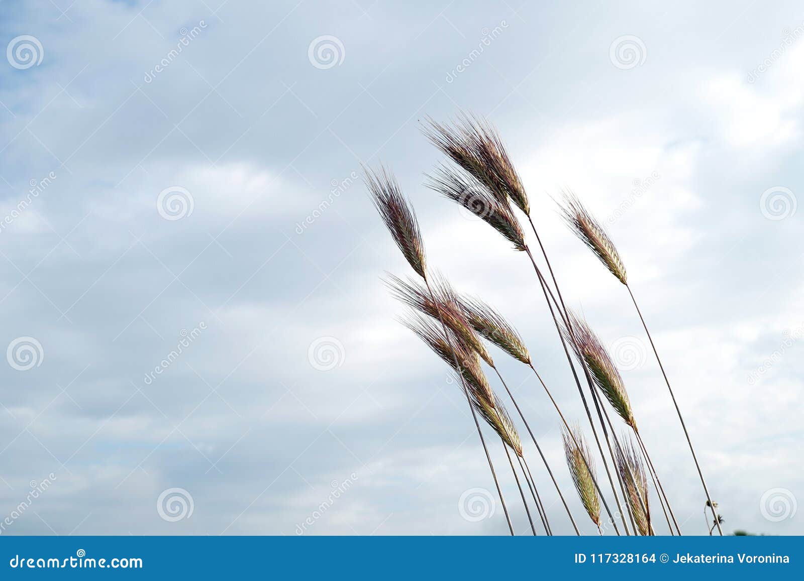 Ears of wheat in the wind stock photo. Image of grass - 117328164