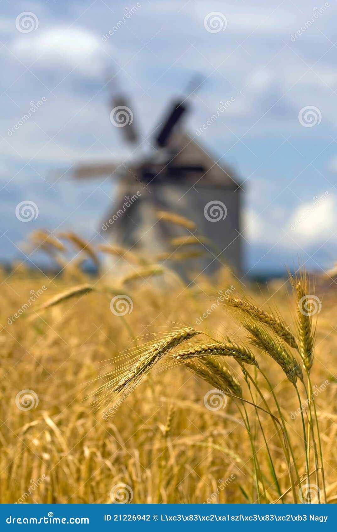 Ears of wheat and windmill stock photo. Image of field - 21226942
