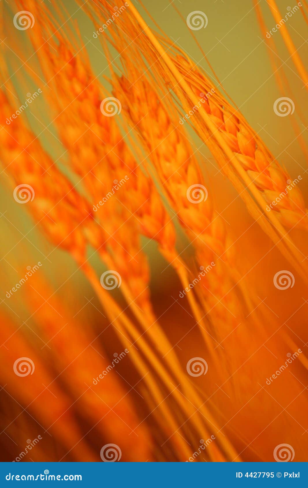Ears on a Yellow Background Stock Image - Image of grow, cereals: 4427795