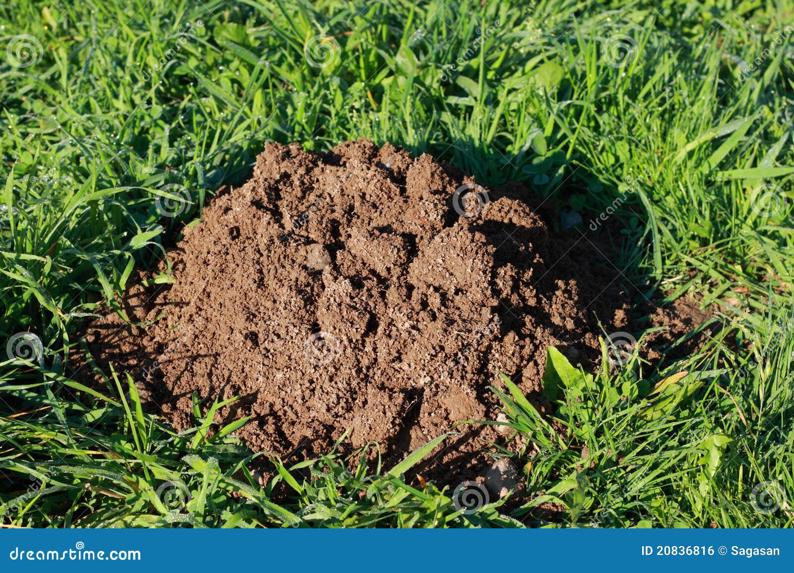 Earth stock photo. Image of burrow, grassland, meadow - 20836816