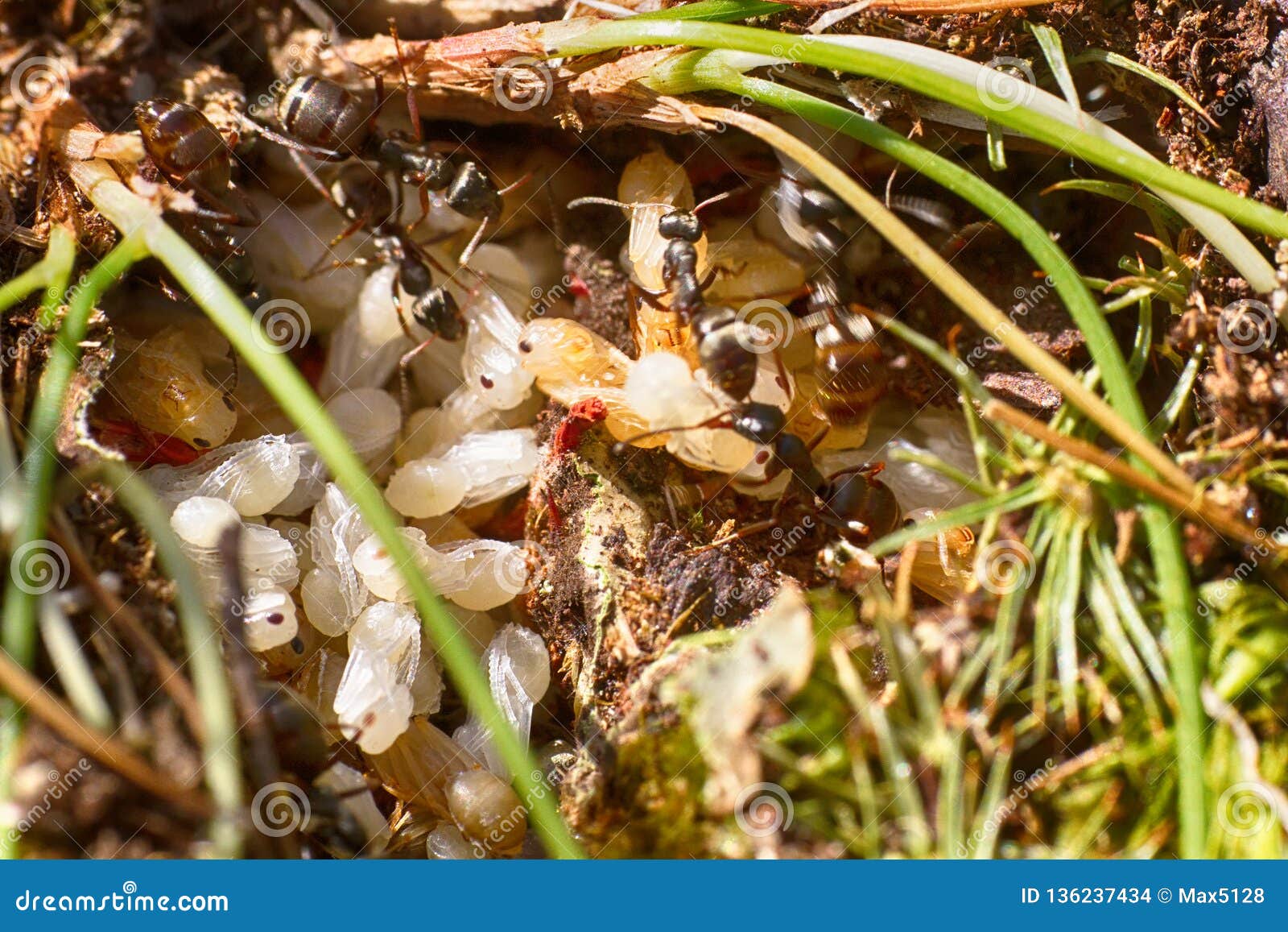 Earth Ants and Ant Eggs in the Anthill Stock Photo - Image of offspring ...